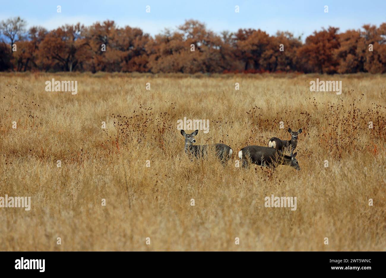 Three female deer - Bosque del Apache, New Mexico Stock Photo - Alamy