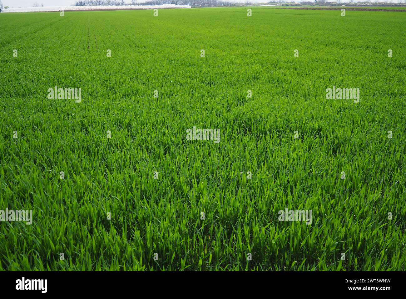 Good crops of winter wheat in the spring farm field. Green sprouts of ...