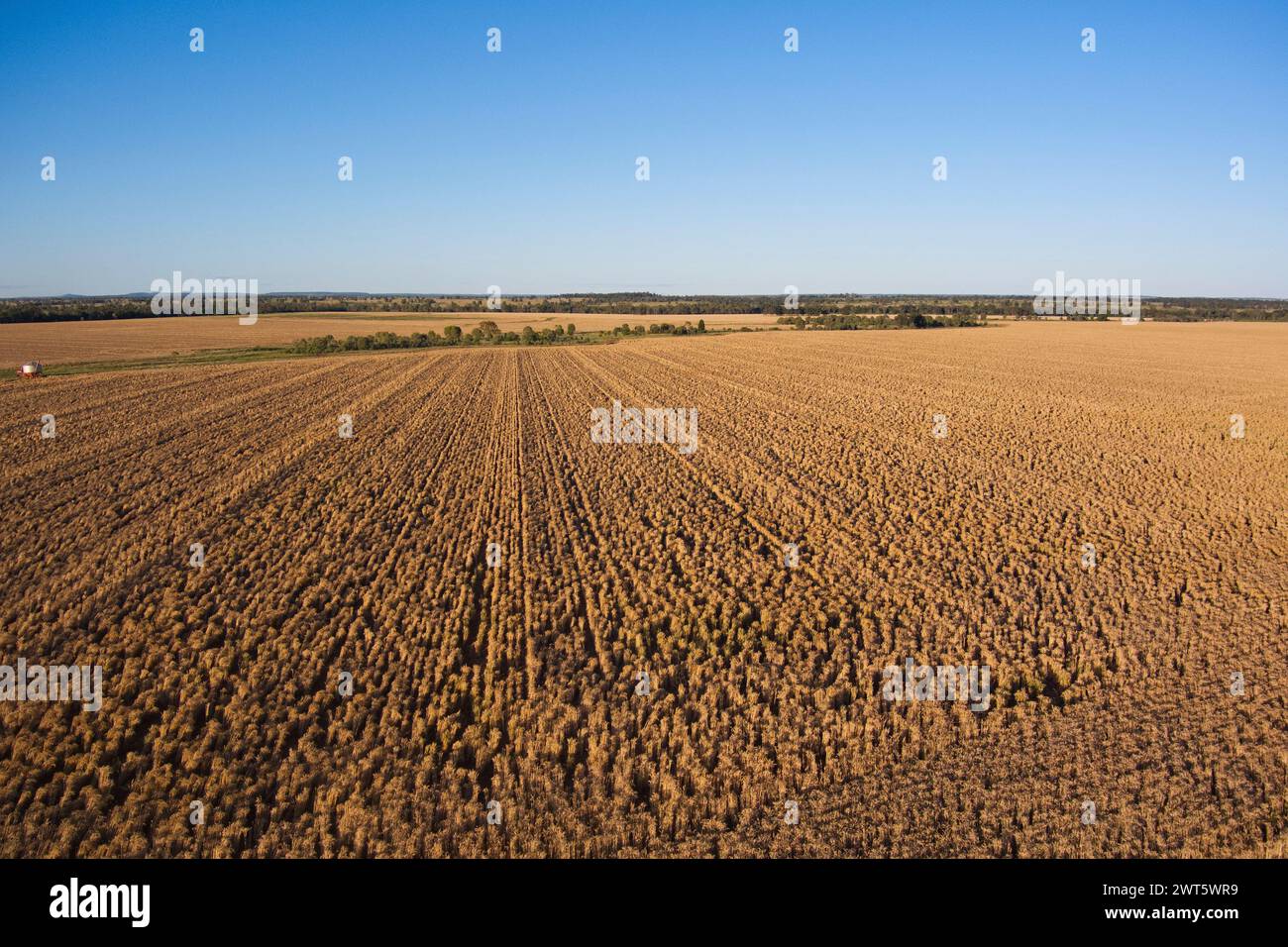 Aerial of wheat fields just before harvest near Wallumbilla on the ...