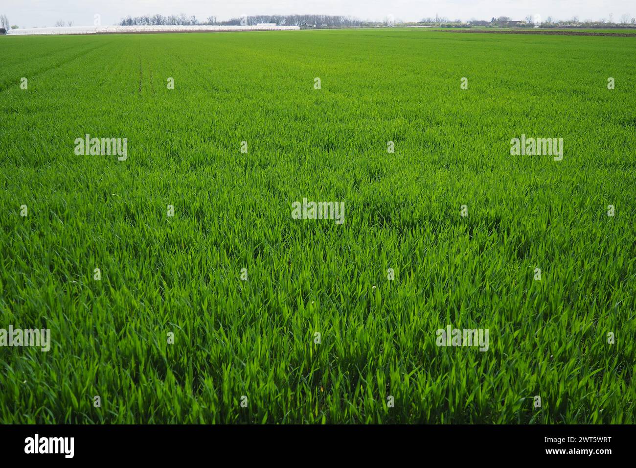 Good crops of winter wheat in the spring farm field. Green sprouts of ...