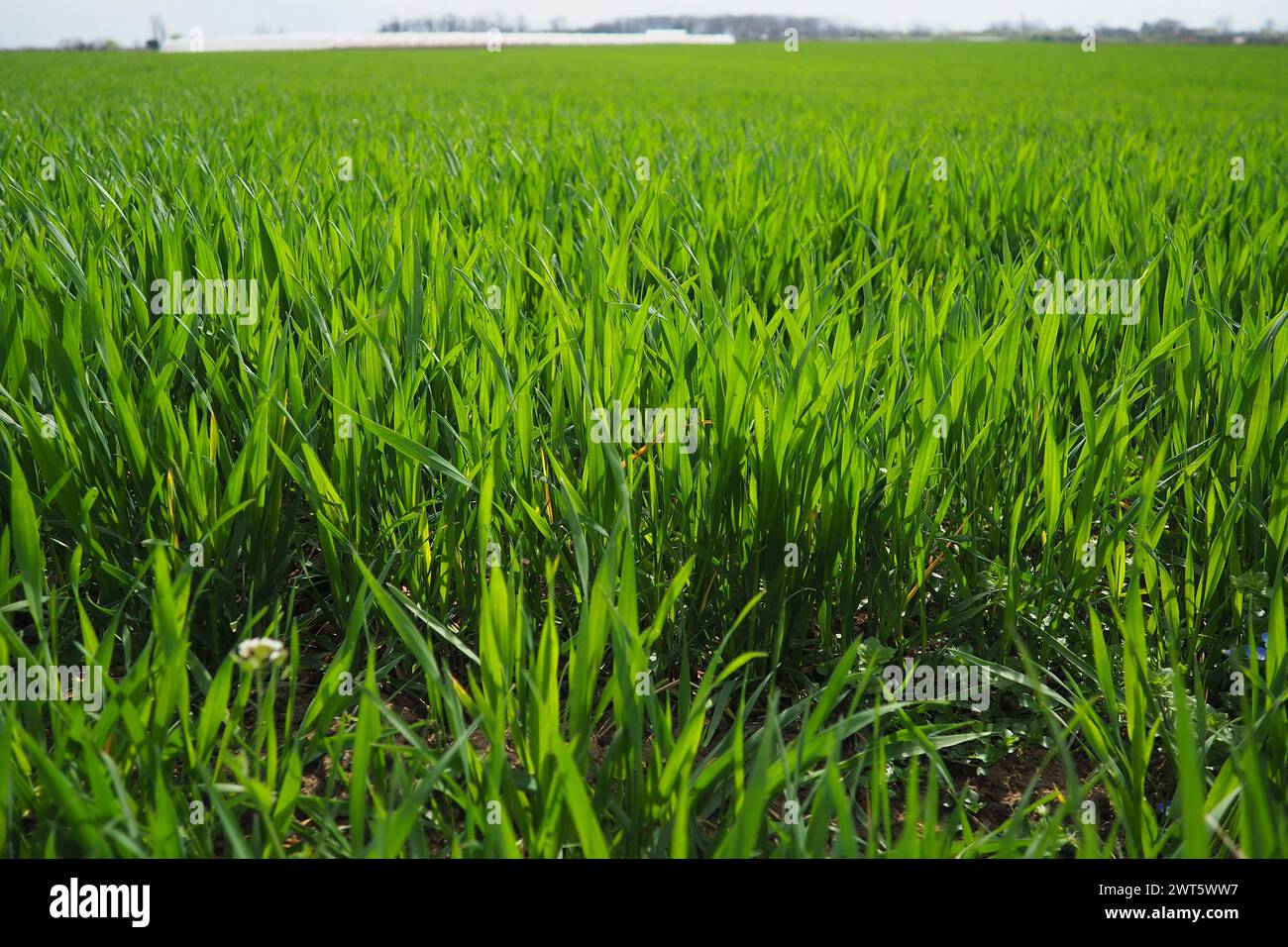 Good crops of winter wheat in the spring farm field. Green sprouts of ...
