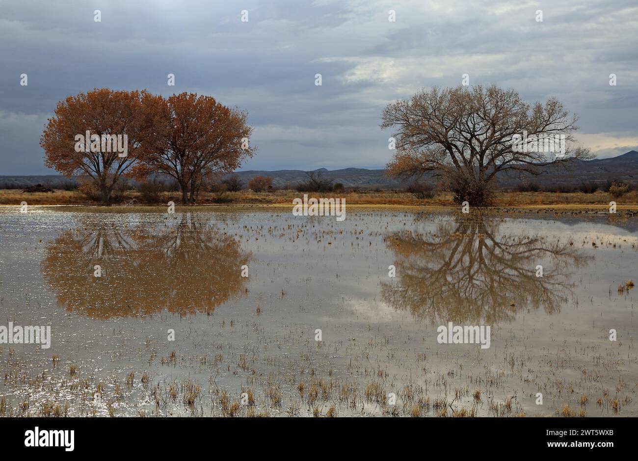 Landscape with trees reflection - Bosque del Apache, New Mexico Stock ...