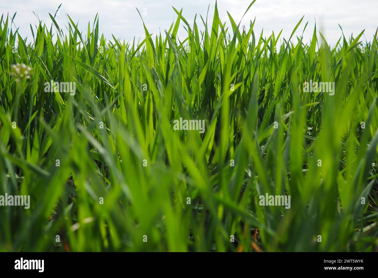 Good crops of winter wheat in the spring farm field. Green sprouts of ...