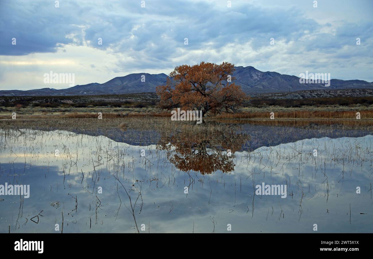 Chupadera Mountains and tree - Bosque del Apache, New Mexico Stock ...