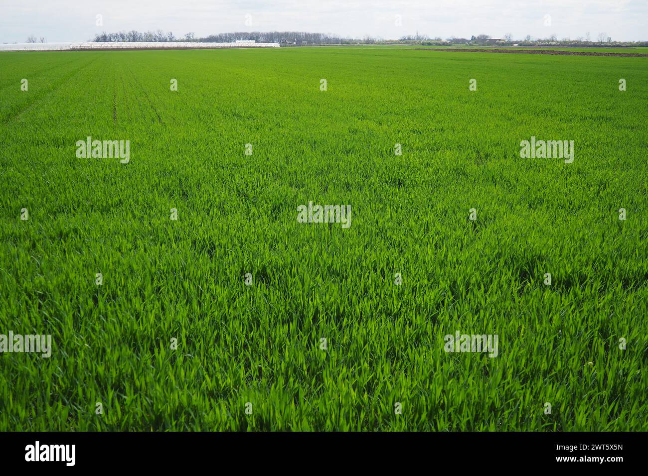 Good crops of winter wheat in the spring farm field. Green sprouts of ...