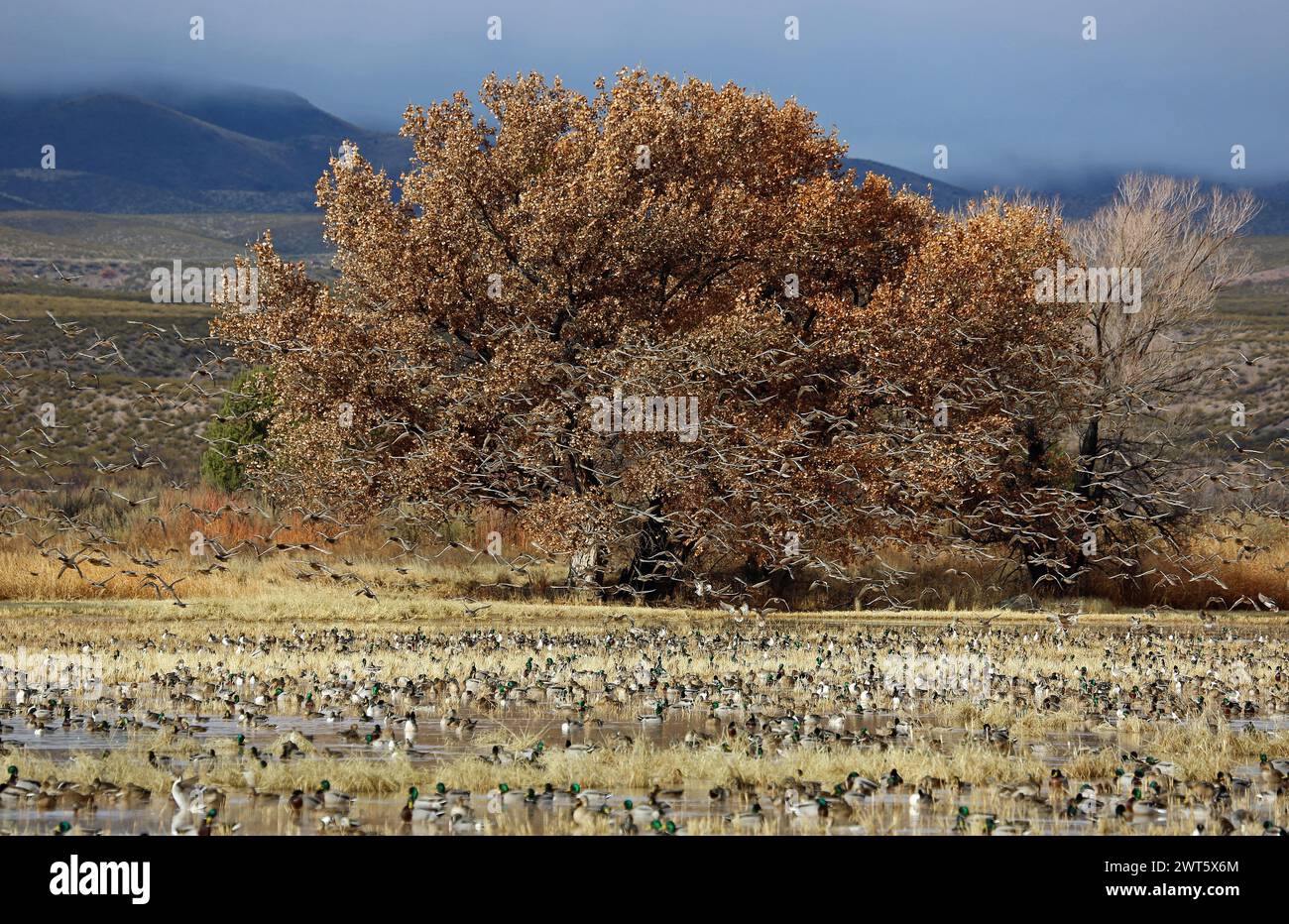 Ducks migrating - Bosque del Apache - New Mexico Stock Photo - Alamy Ducks migrating - Bosque del Apache - New Mexico Stock Photo - Alamy