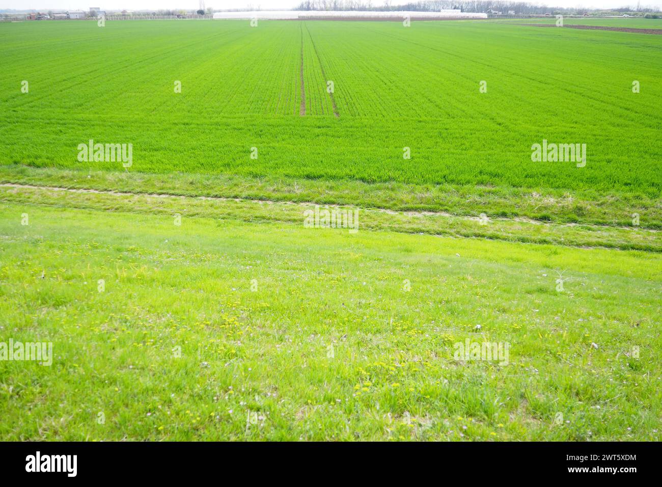 Good crops of winter wheat in the spring farm field. Green sprouts of ...