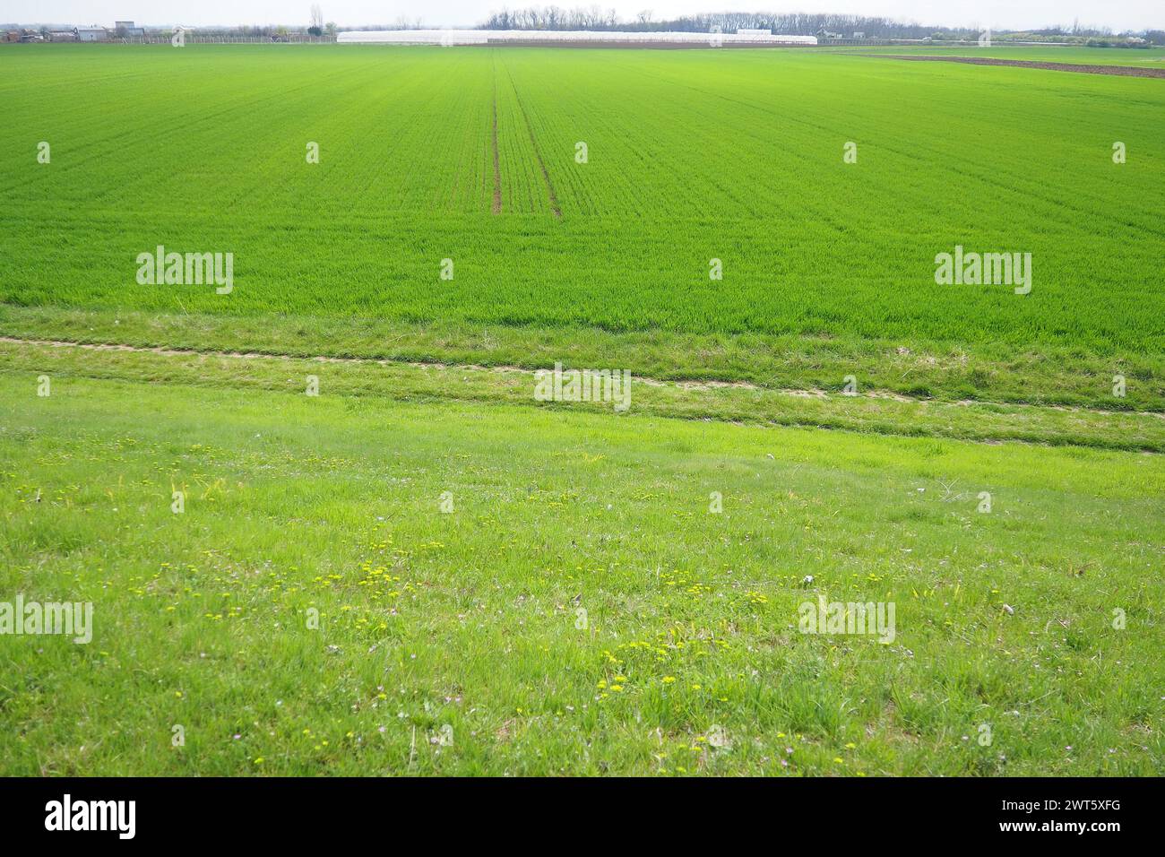 Good crops of winter wheat in the spring farm field. Green sprouts of ...