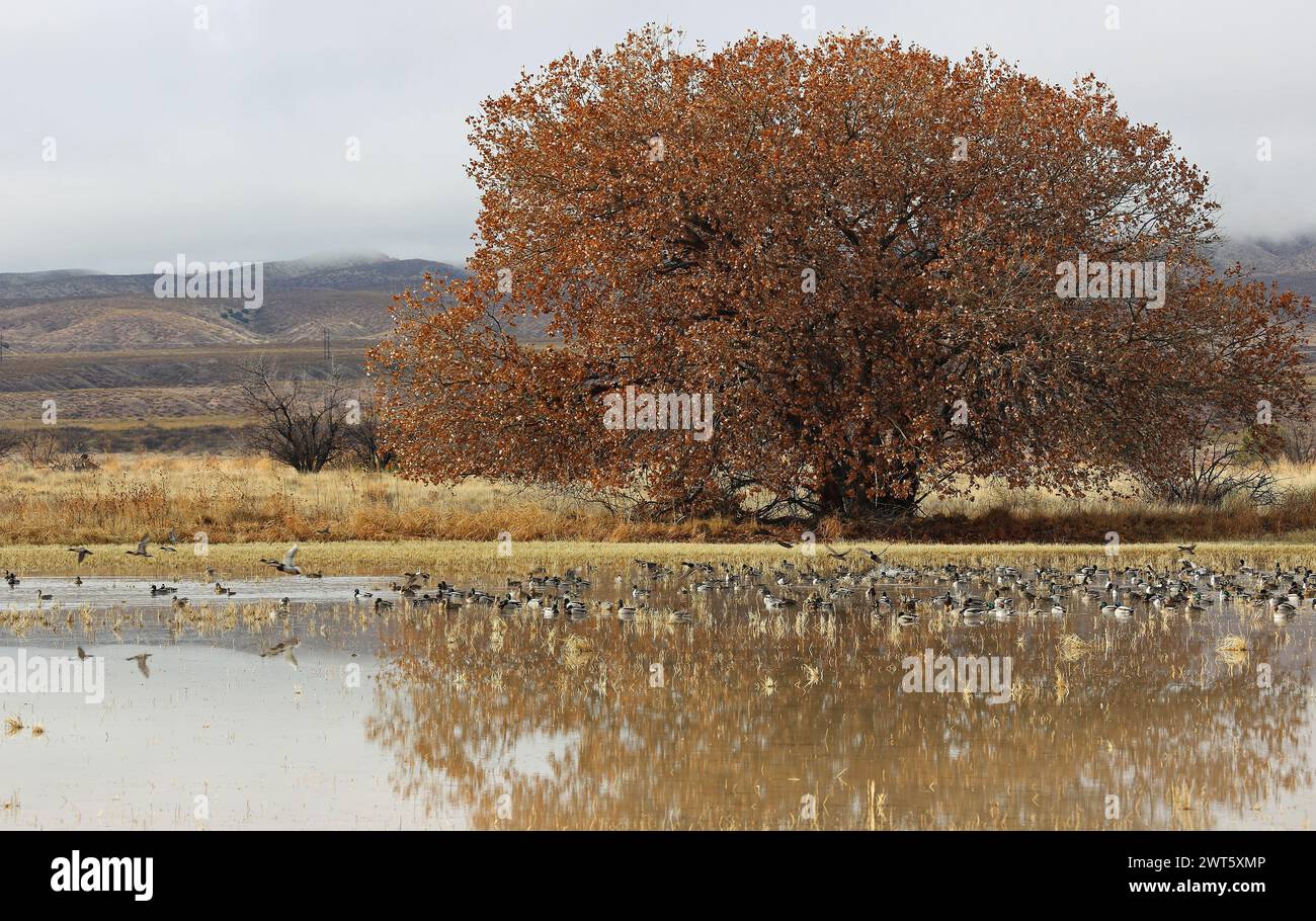 The tree and ducks - Bosque del Apache - New Mexico Stock Photo - Alamy
