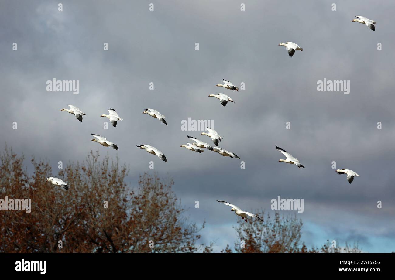 Snow geese flying, New Mexico Stock Photo - Alamy