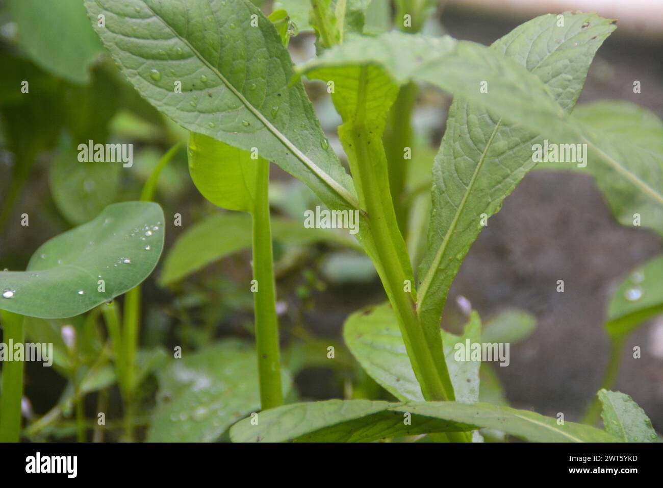 freshly rained plants leave water on branches, leaves, and flowers. the ...