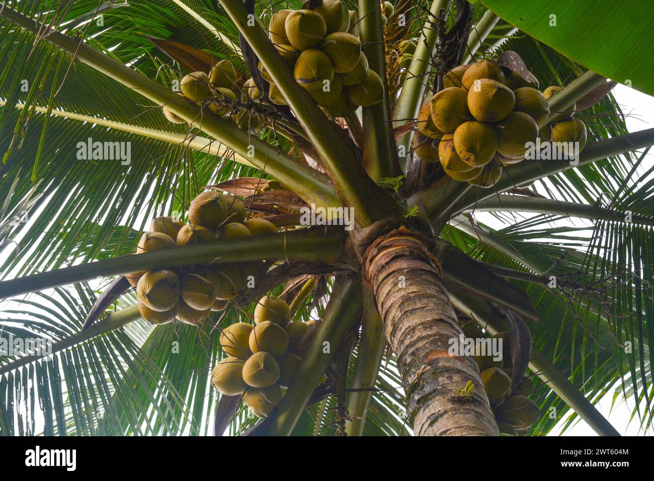 Green coconut fruit (Cocos nucifera L) still on the tree Stock Photo ...