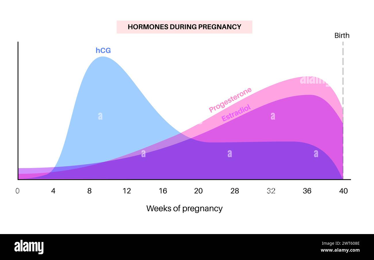 Levels of hormones in pregnancy, illustration. Human chorionic ...