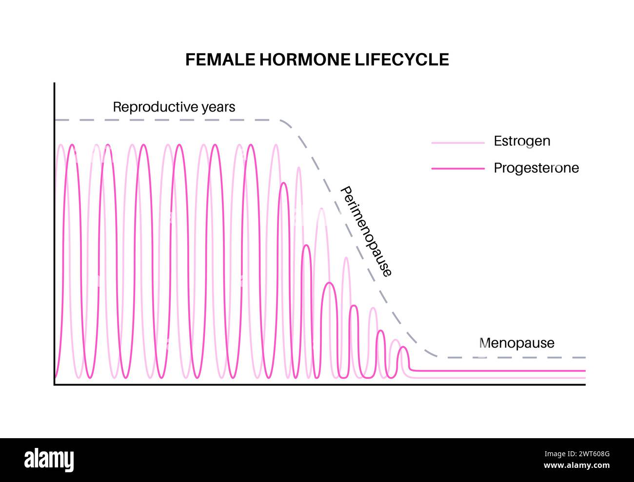 Female Hormones Lifecycle Illustration Oestrogen And Progesterone