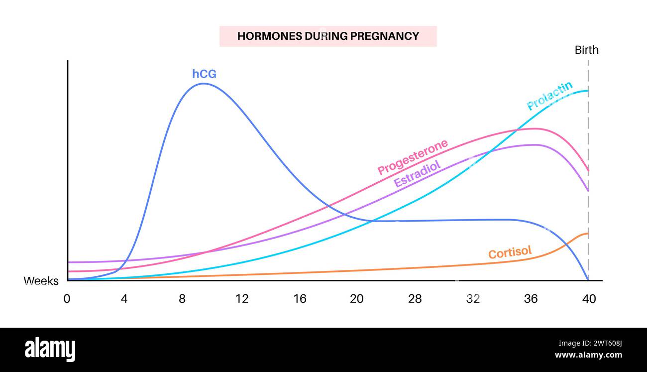 Levels Of Hormones In Pregnancy Illustration Hcg Prolactin Cortisol