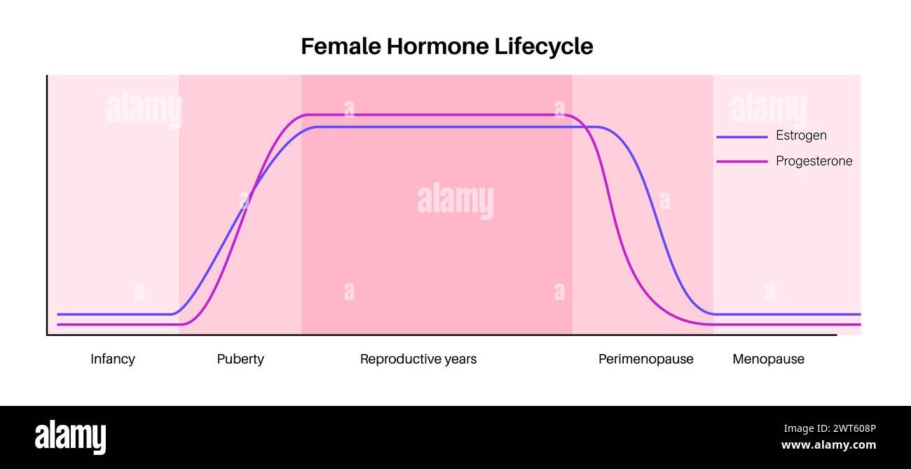 Female hormones lifecycle, illustration. Oestrogen and progesterone ...