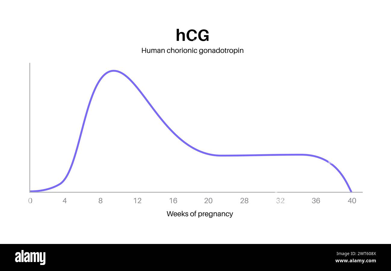 Human chorionic gonadotropin (hCG) level during pregnancy, illustration ...