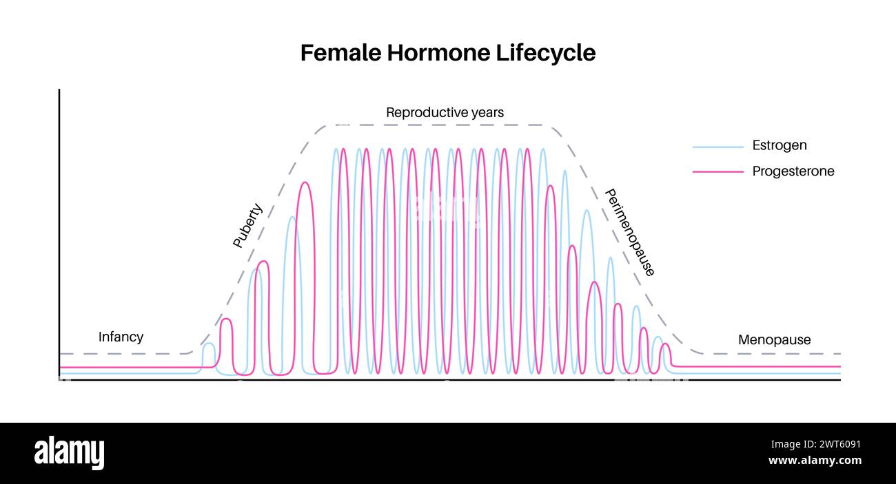 Female hormones lifecycle, illustration. Oestrogen and progesterone ...