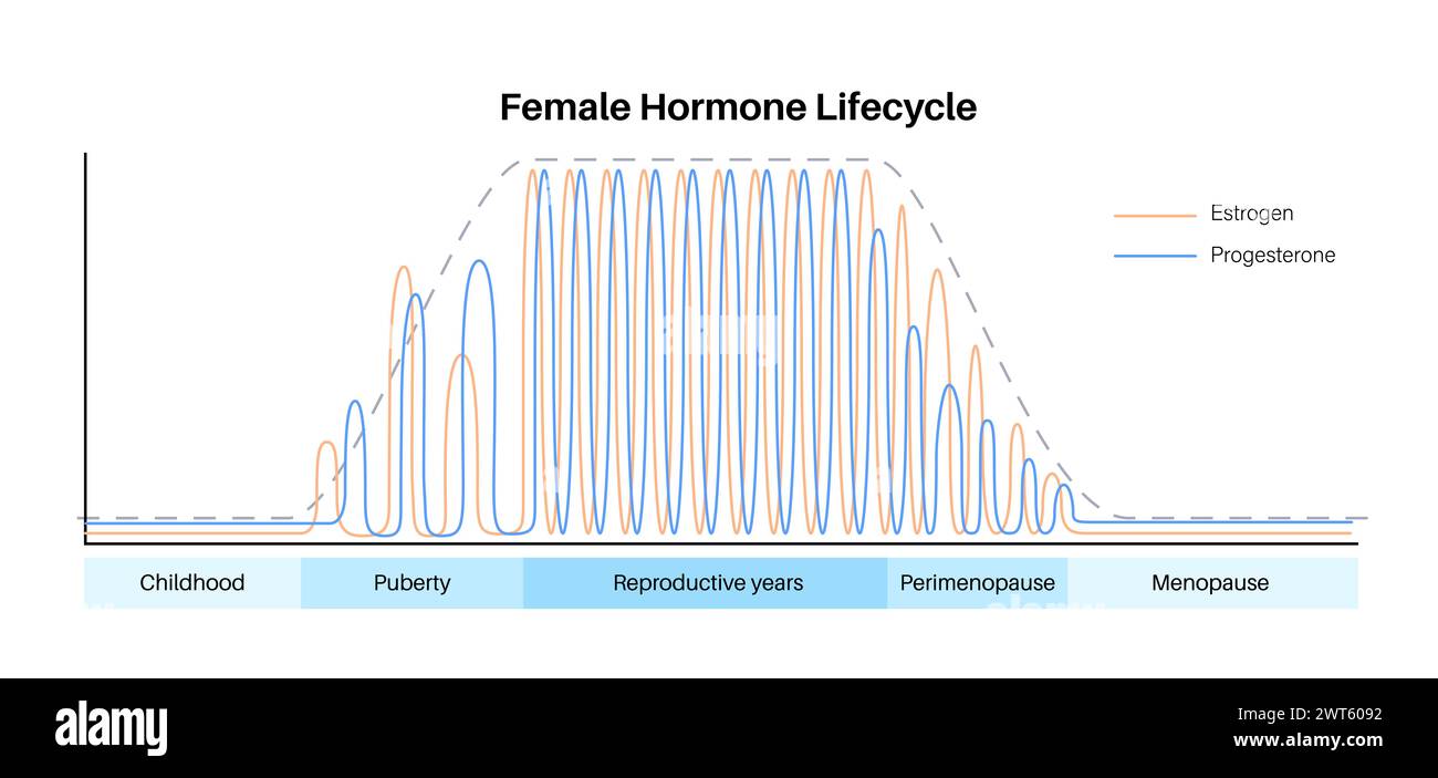 Female hormones lifecycle, illustration. Oestrogen and progesterone ...