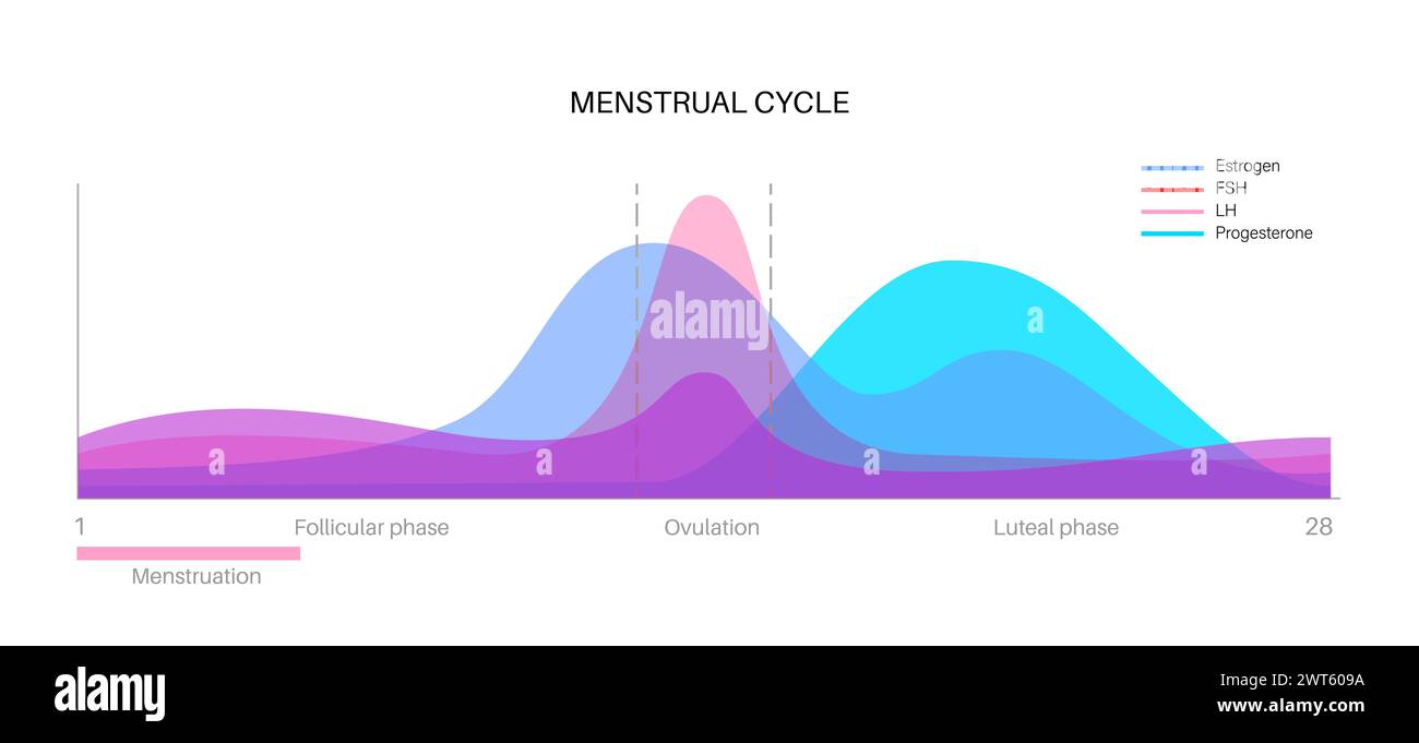 Hormones during the menstrual cycle, illustration Stock Photo - Alamy