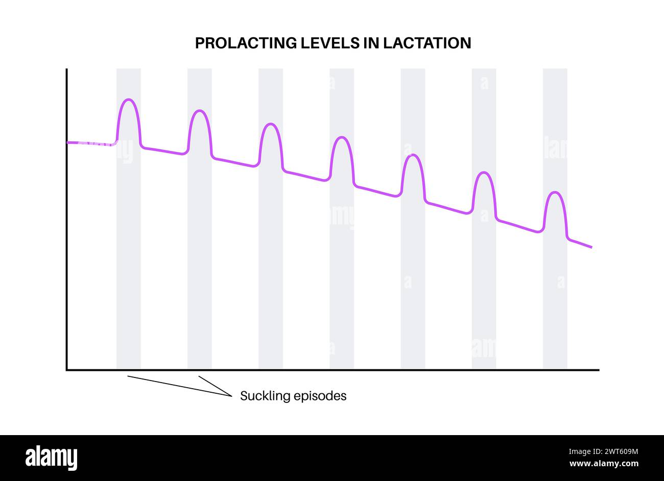 Lactation infographic, illustration. Prolactin levels in the female ...