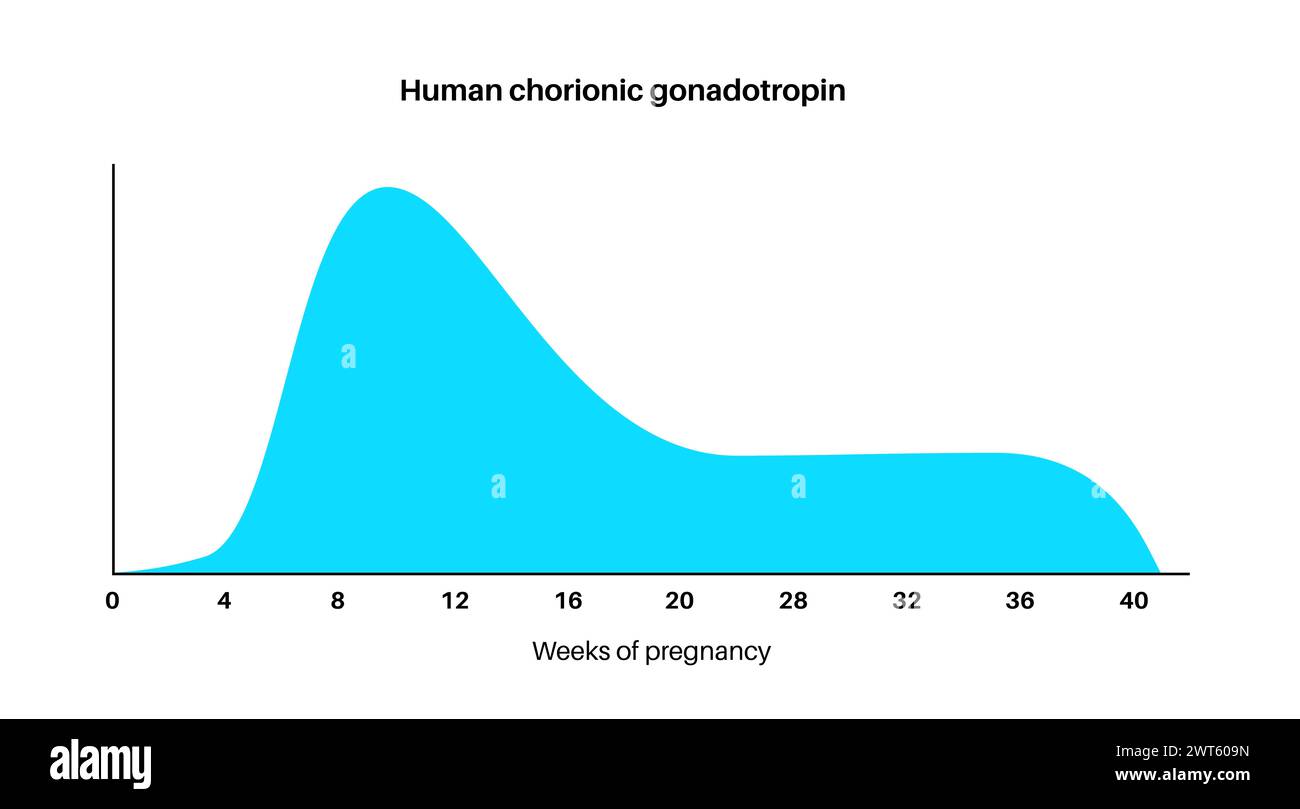Human chorionic gonadotropin (hCG) level during pregnancy, illustration ...