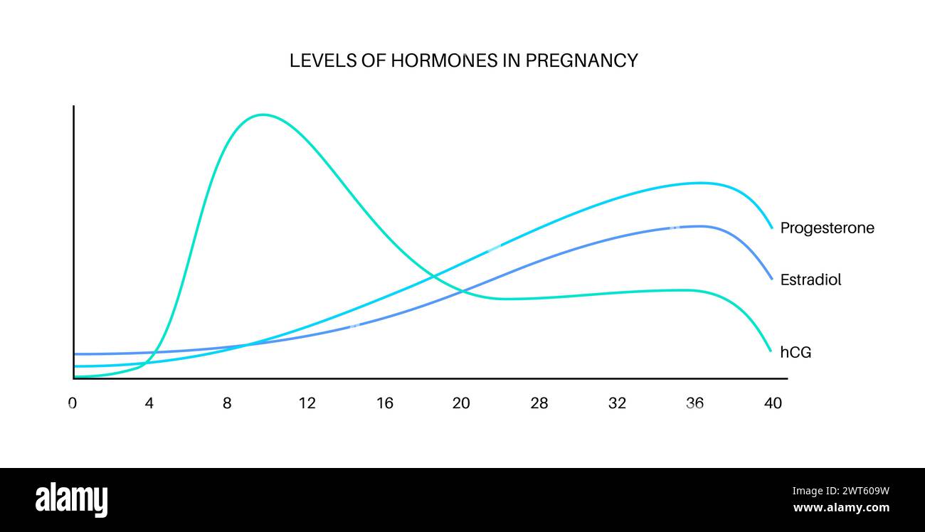 Levels of hormones in pregnancy, illustration. Human chorionic ...