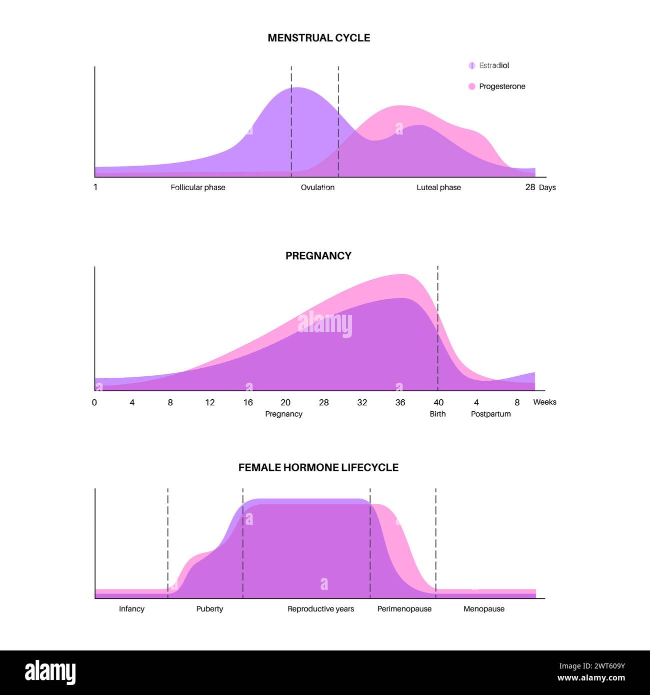 Menstrual cycle chart hi-res stock photography and images - Alamy