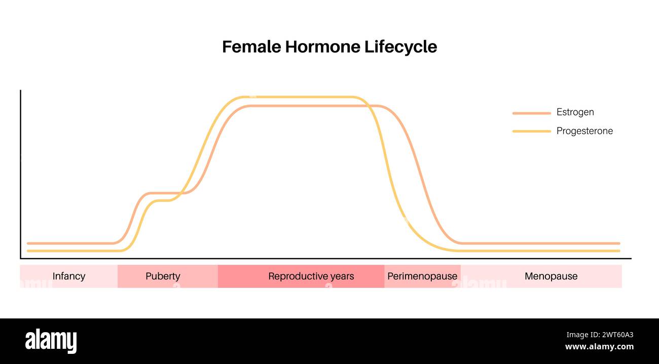 Female hormones lifecycle, illustration. Oestrogen and progesterone levels in infancy ...