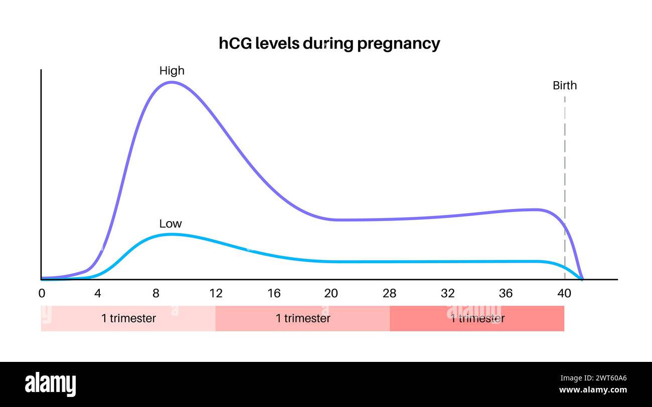 Human chorionic gonadotropin (hCG) level during pregnancy, illustration ...