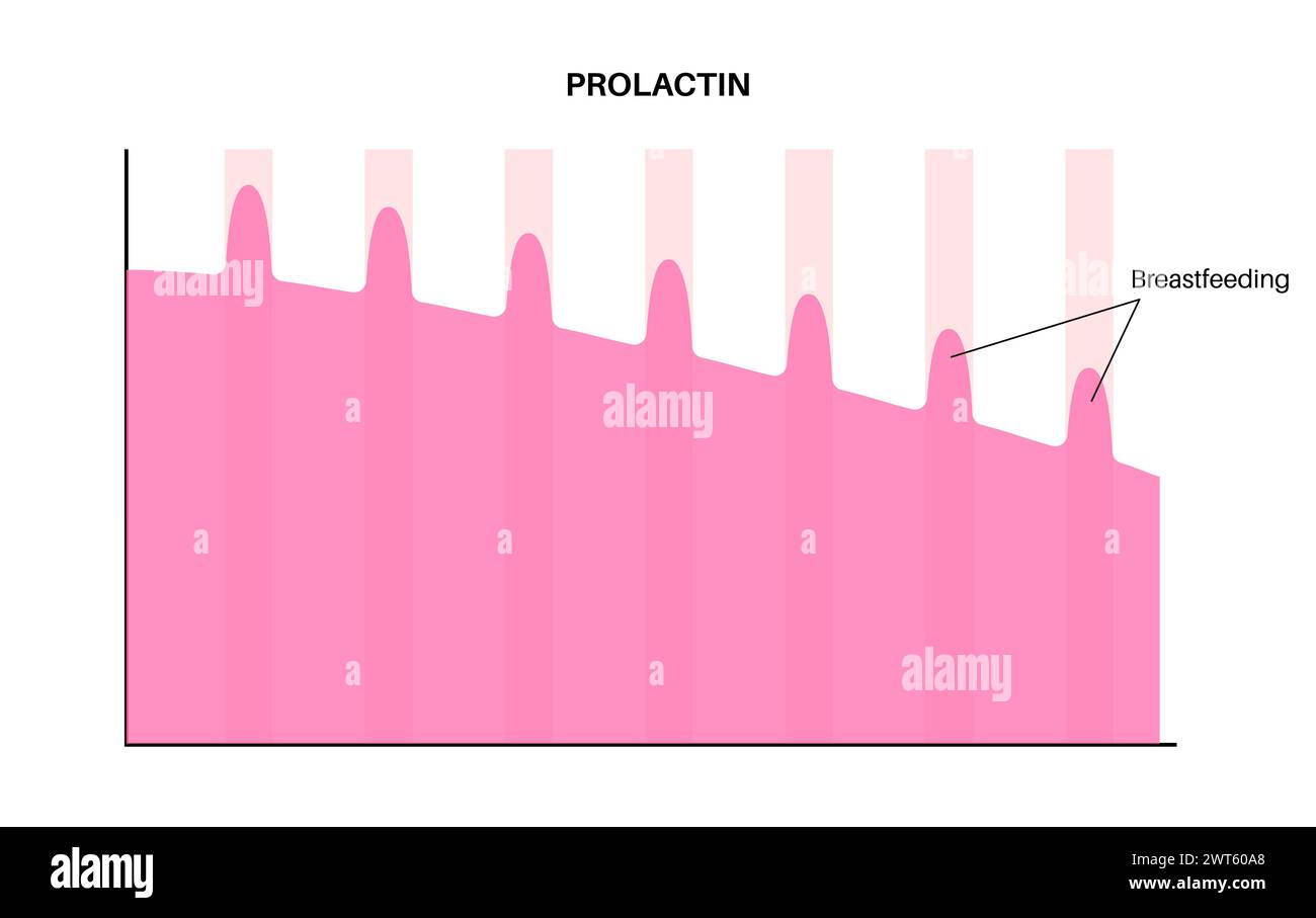 Lactation infographic, illustration. Prolactin levels in the female ...