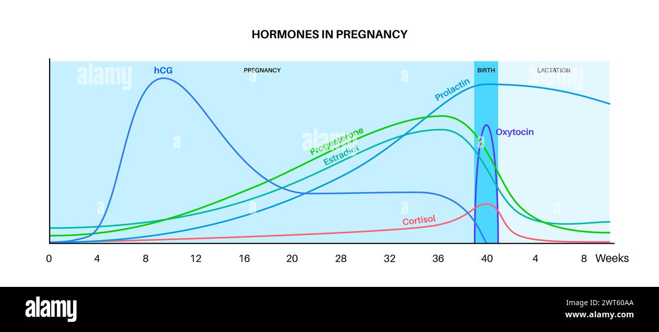 Levels of hormones in pregnancy, illustration. Human chorionic ...