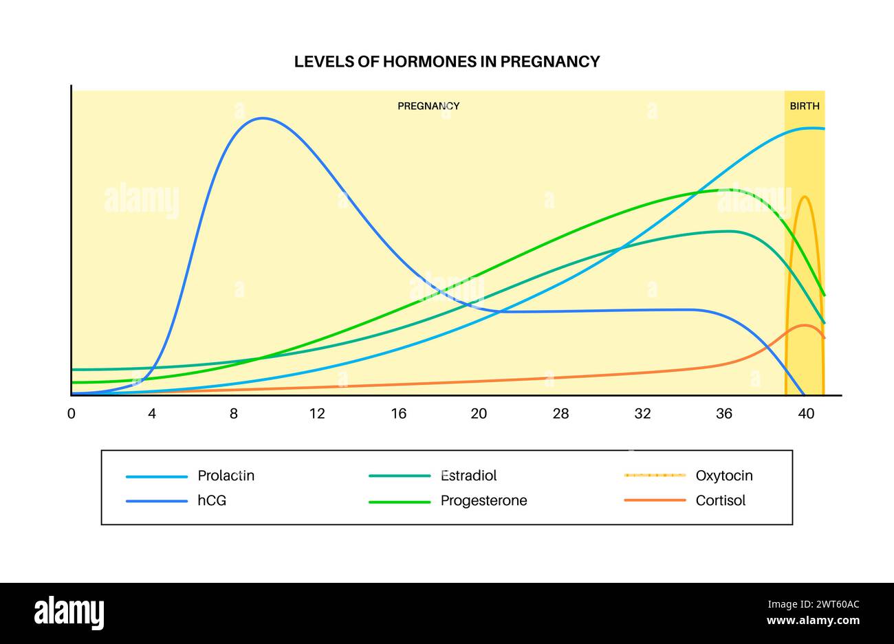 Levels of hormones in pregnancy, illustration. Human chorionic ...
