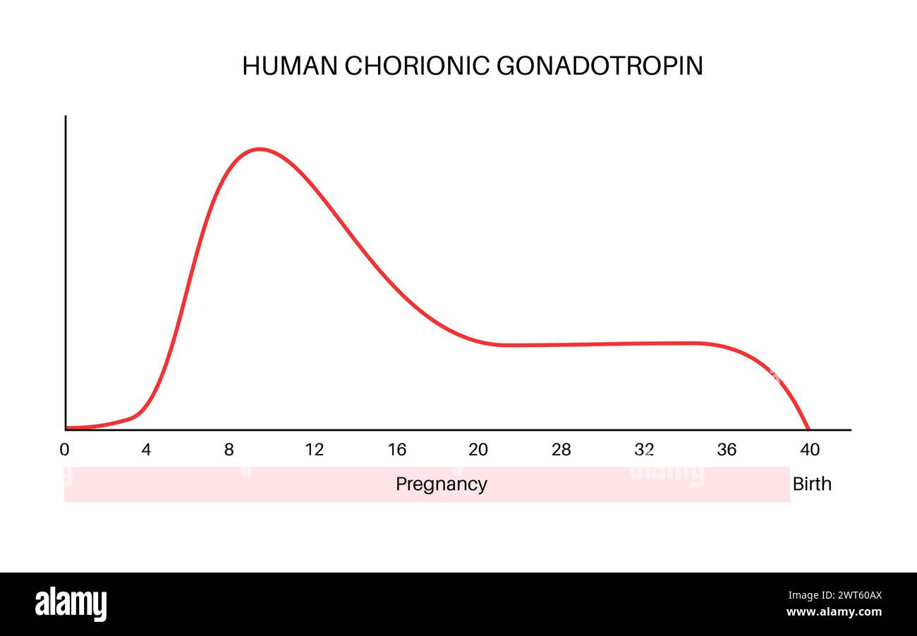 Human chorionic gonadotropin (hCG) level during pregnancy, illustration ...