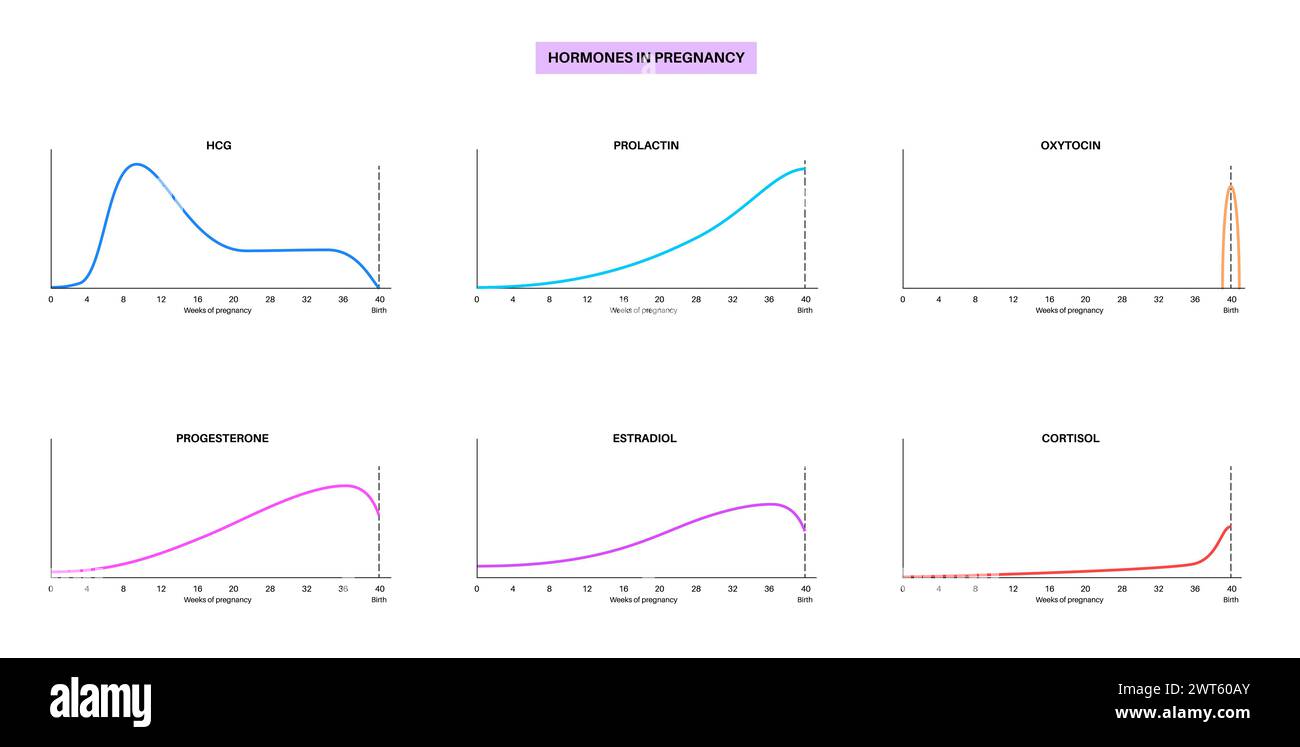 Levels of hormones in pregnancy, illustration. Human chorionic ...