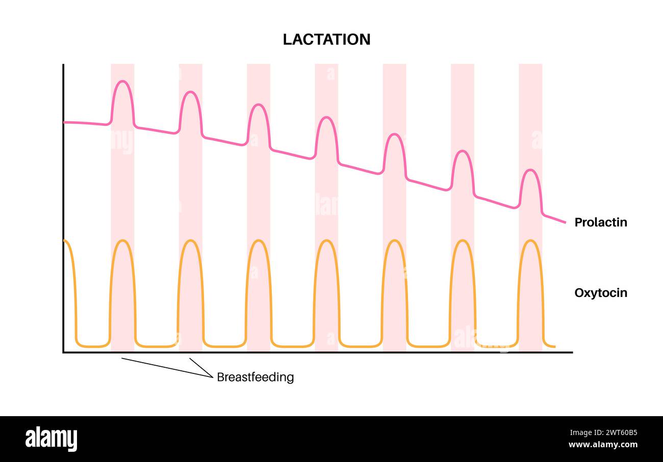 Lactation infographic, illustration. Prolactin levels in the female ...