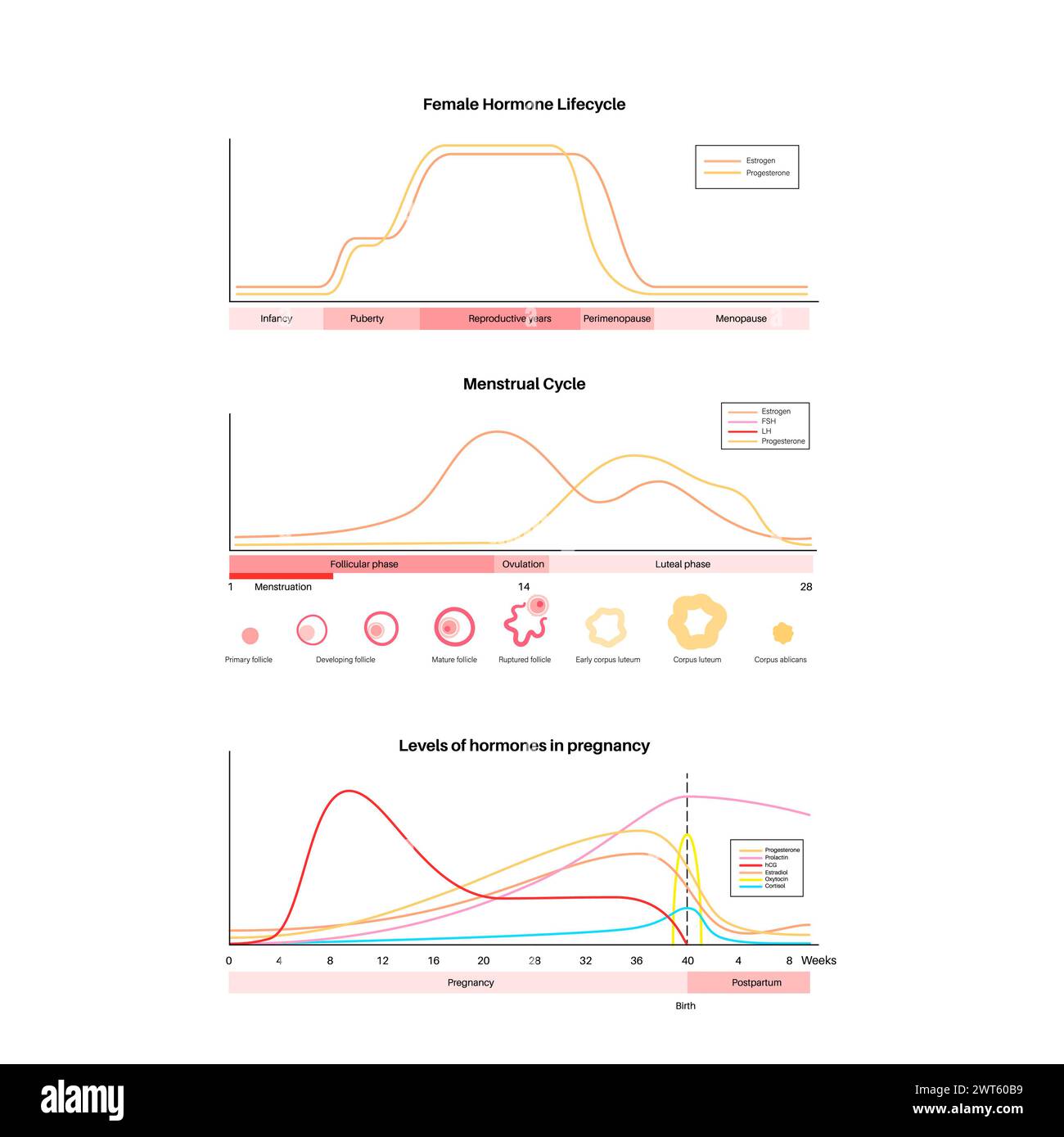 Hormones in the menstrual cycle and pregnancy, illustration Stock Photo ...