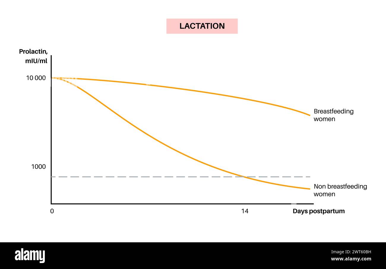 Lactation infographic, illustration. Prolactin levels in the female ...