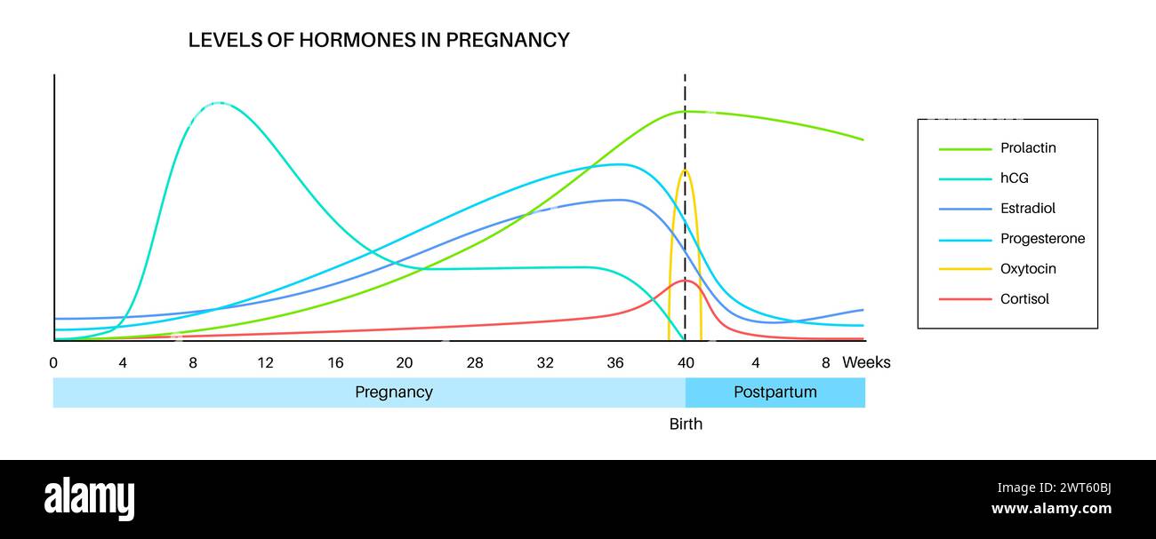Levels of hormones in pregnancy, illustration. Human chorionic ...