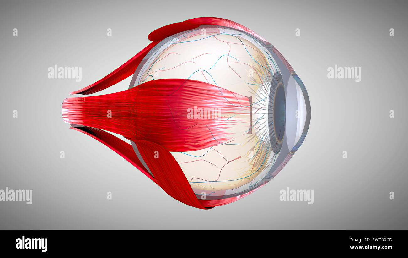 Eye anatomy, illustration Stock Photo - Alamy