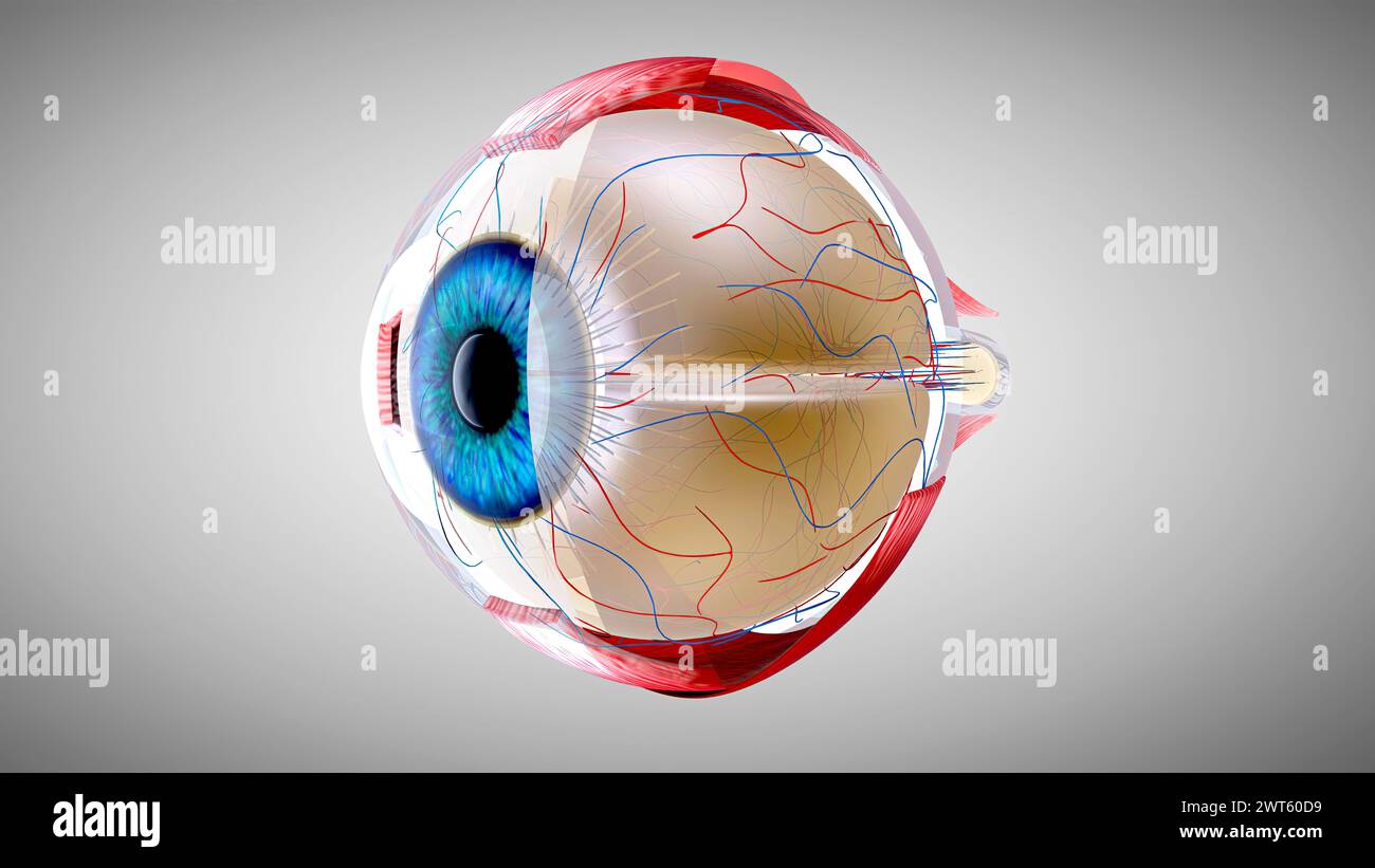 Eye anatomy, illustration Stock Photo - Alamy