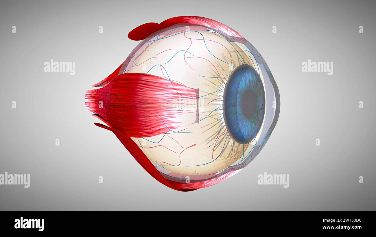 Eye anatomy, illustration Stock Photo - Alamy
