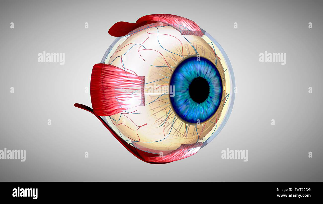Eye anatomy, illustration Stock Photo - Alamy