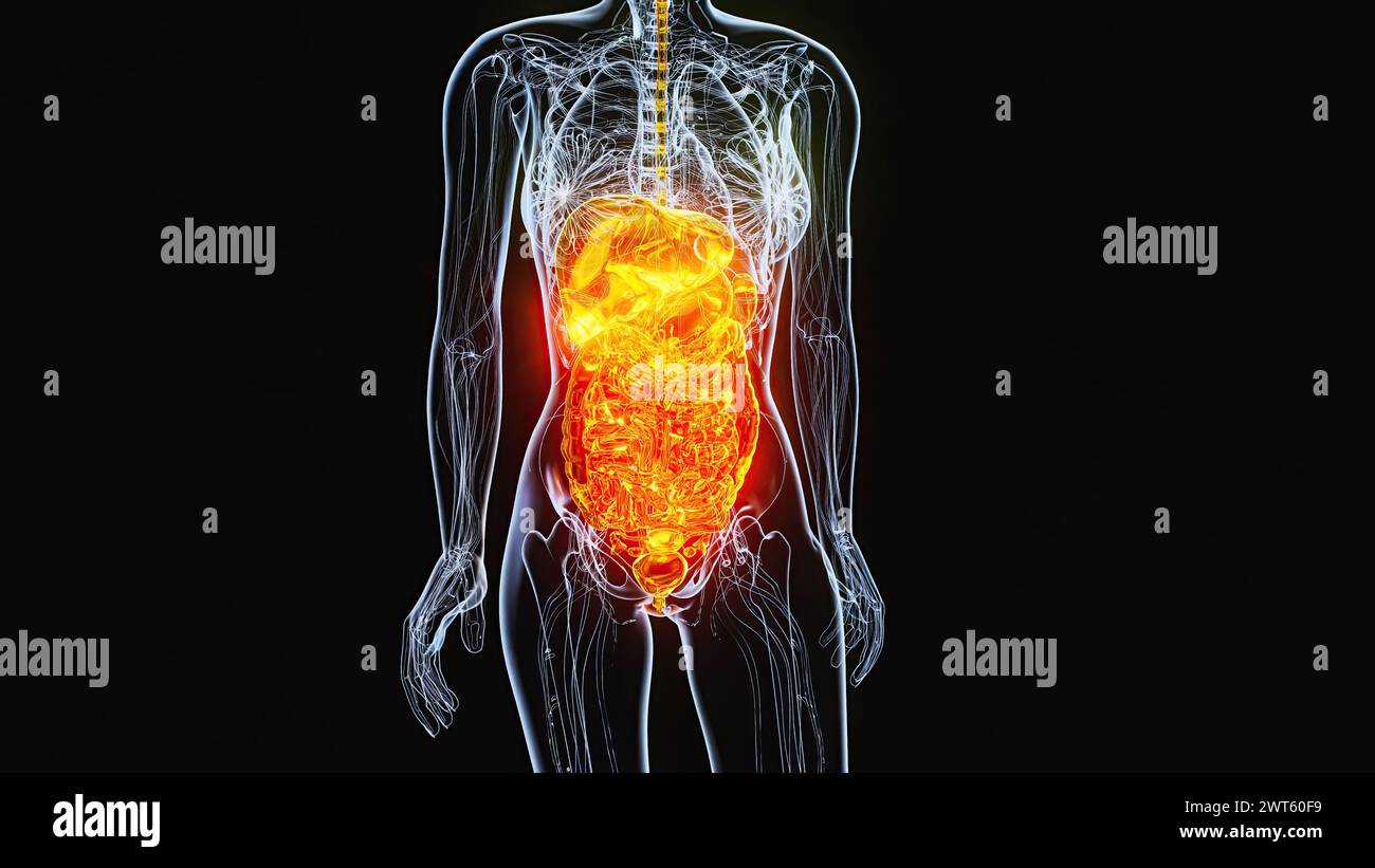 Female abdominal and pelvic organs, illustration Stock Photo - Alamy