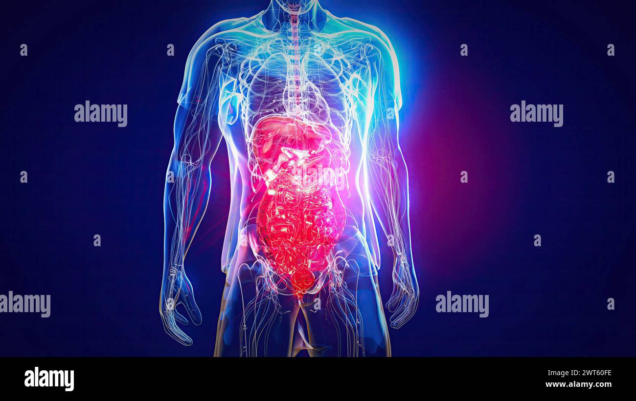 Pelvic organs hi-res stock photography and images - Alamy