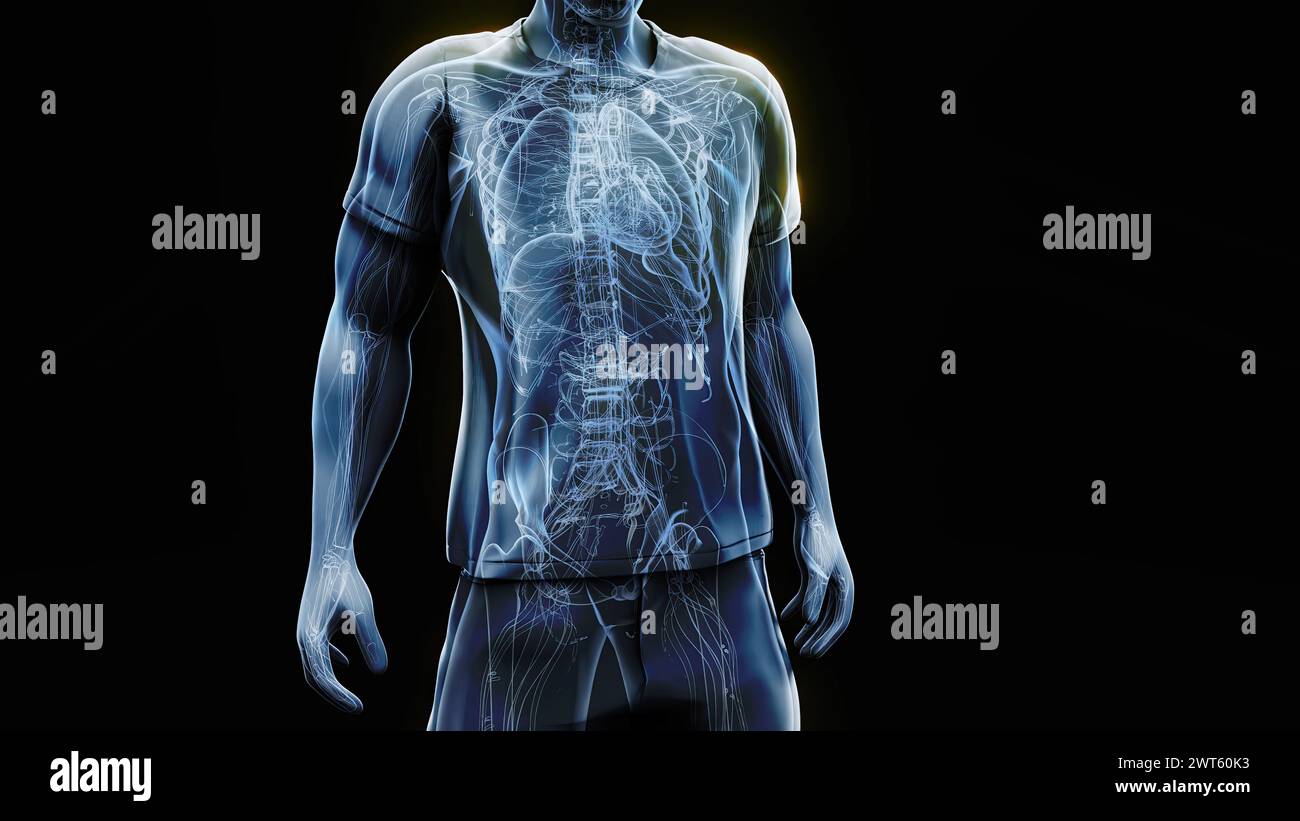 Male abdomen anatomy hi-res stock photography and images - Alamy