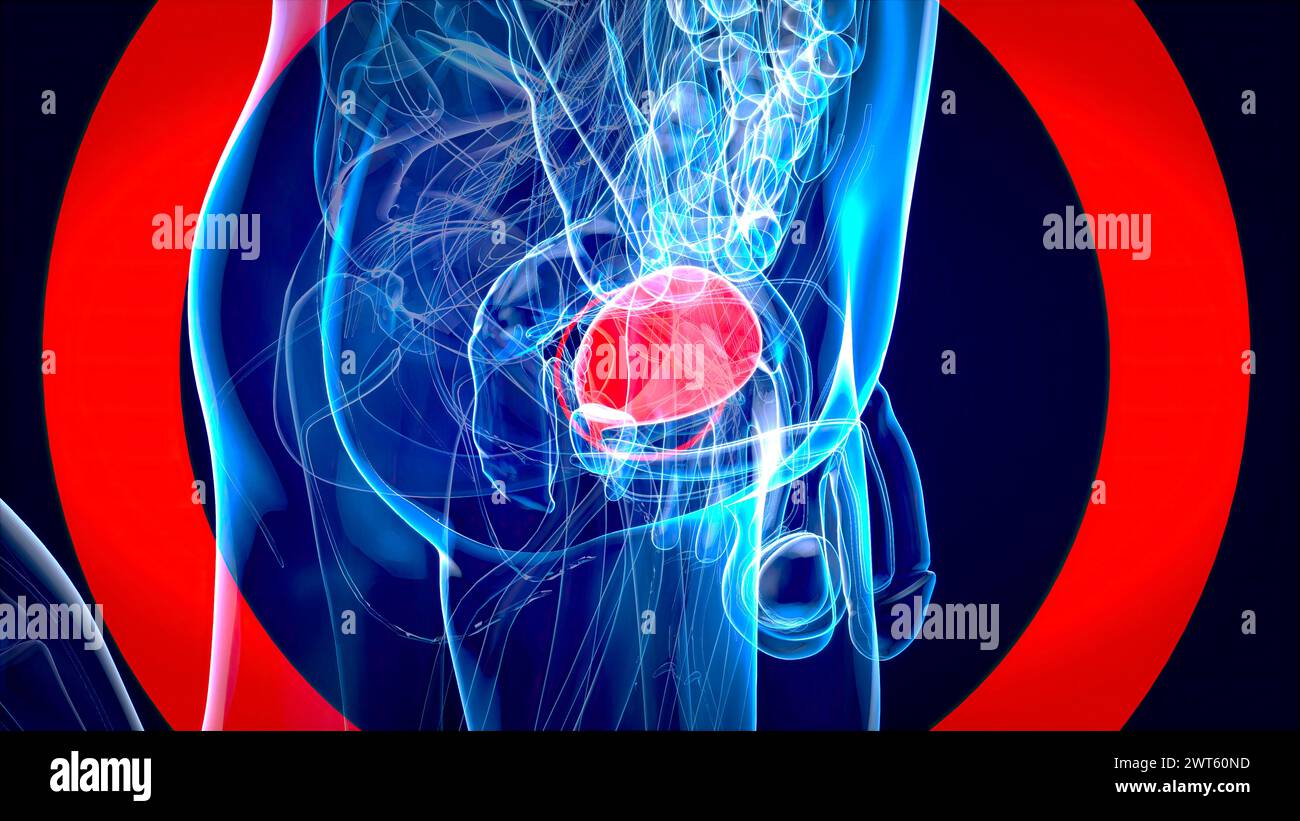 Male bladder, illustration Stock Photo - Alamy