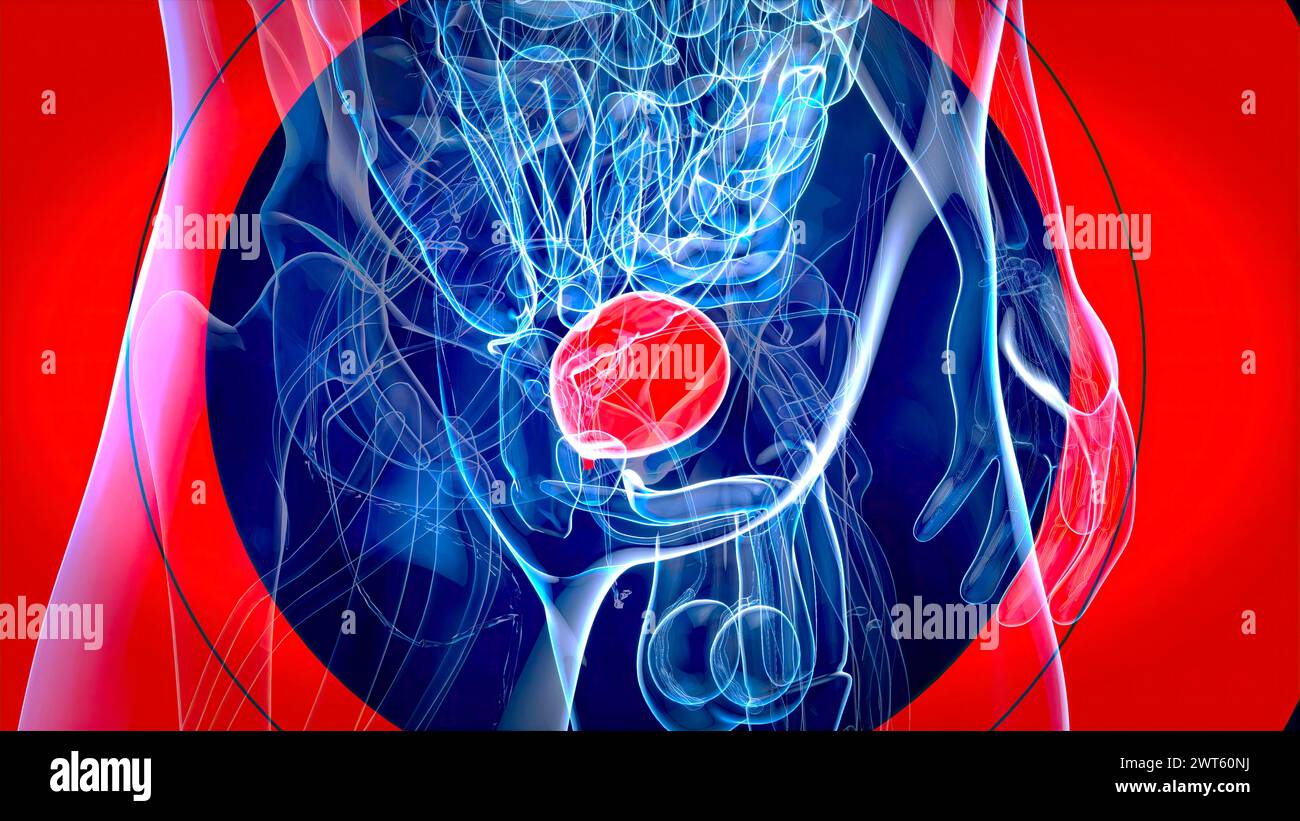 Male bladder, illustration Stock Photo - Alamy