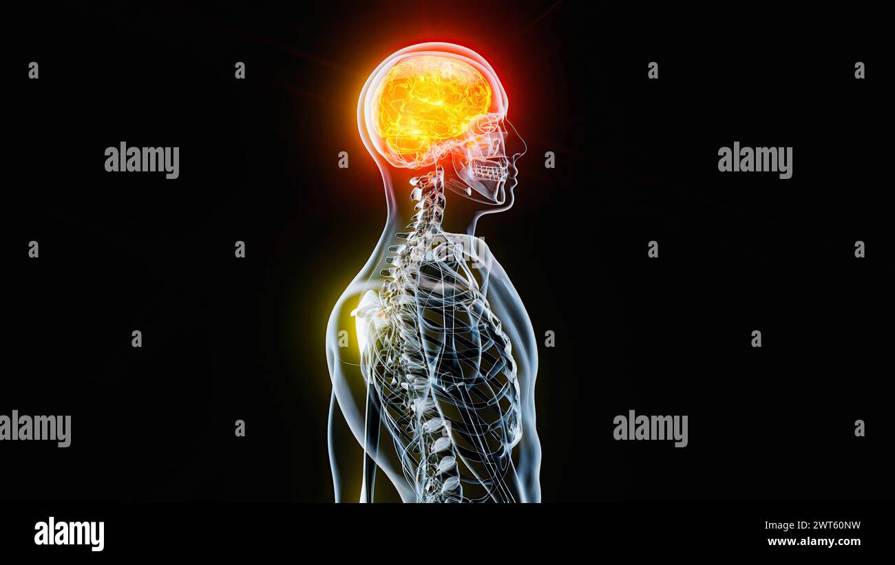 Male brain, illustration Stock Photo - Alamy