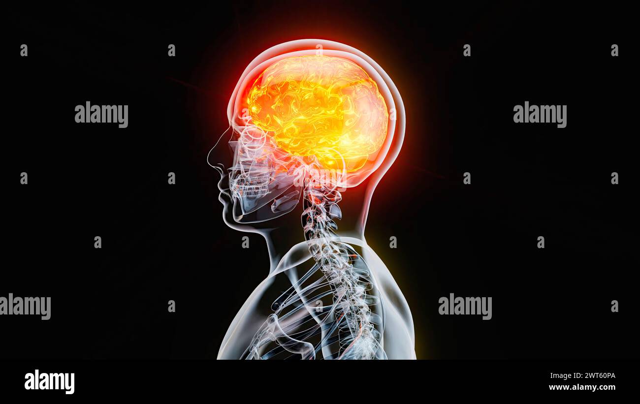 Male brain, illustration Stock Photo - Alamy